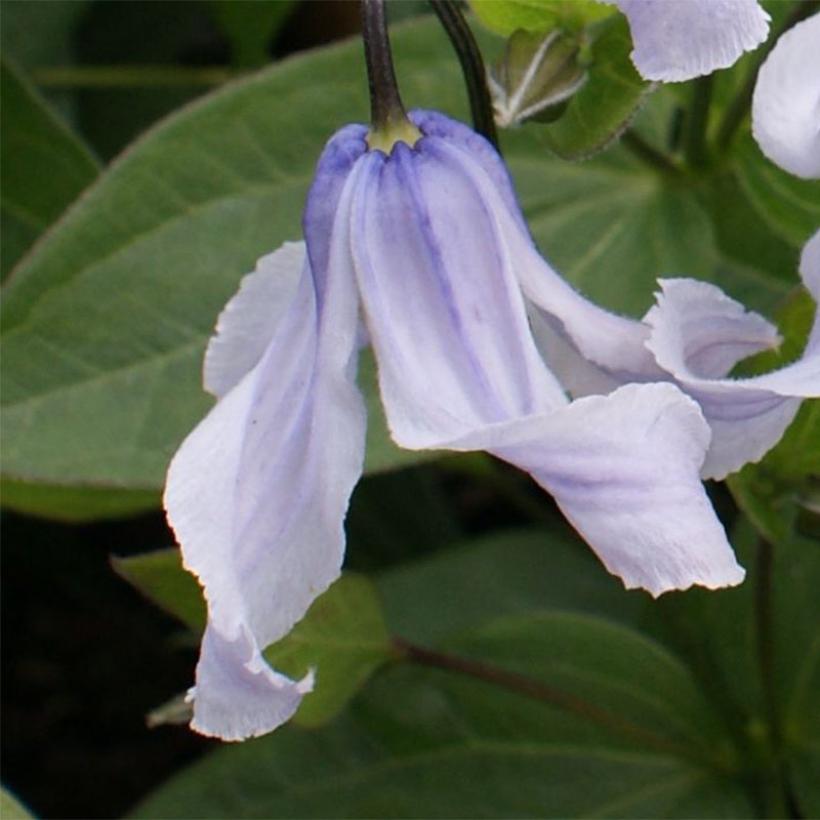 Clématite - Clematis integrifolia Twinkle® Zotwi – Une variété herbacée
