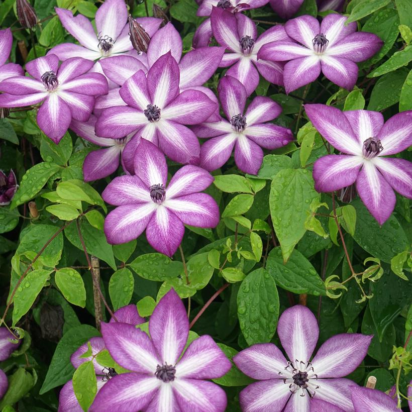 Clematis x florida Lavallée n°1 - Clématite grimpante à fleurs ...