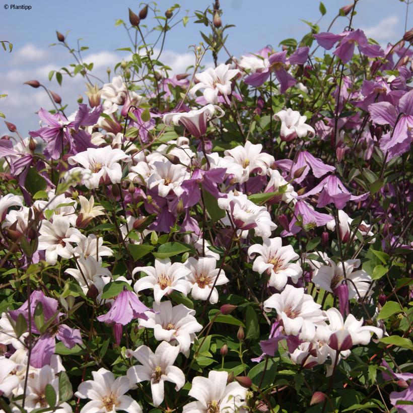 Clématite Princess Kate – Clematis texensis à tulipes blanches pourpres
