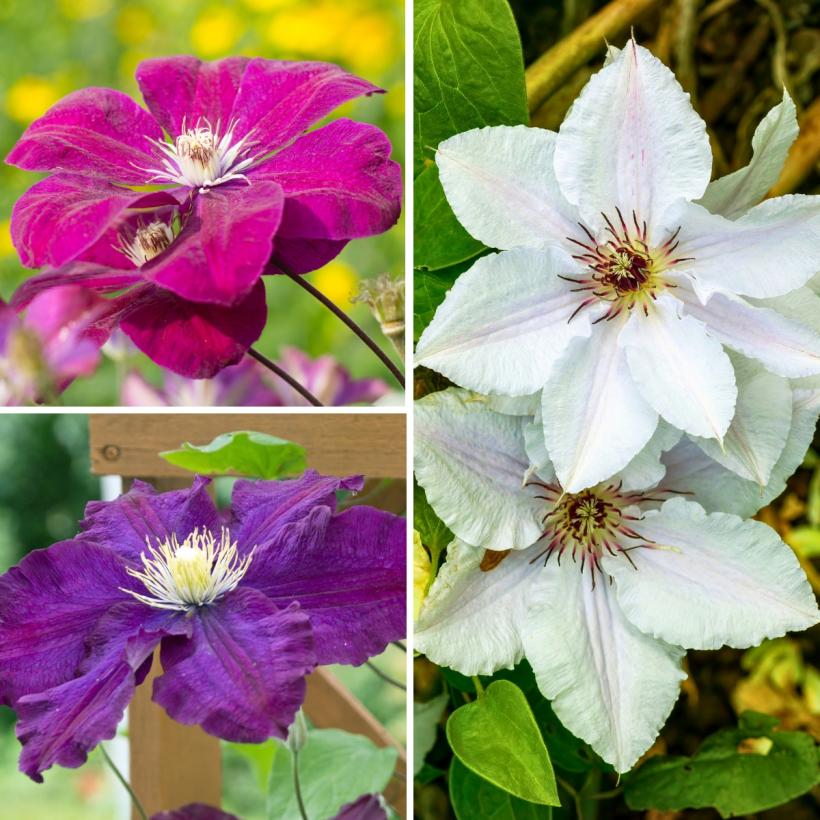 Clematis Three Sisters tricolore - Trois clématites Rouge Cardinal ...