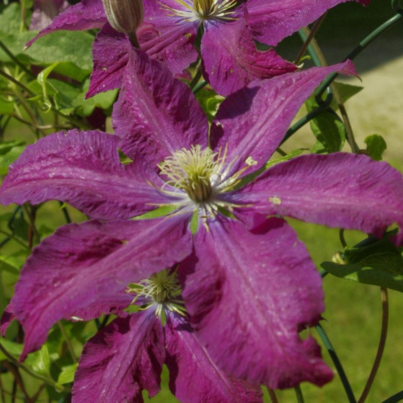 Clématite Voluceau - Clematis viticella à grandes fleurs rouges et jaunes