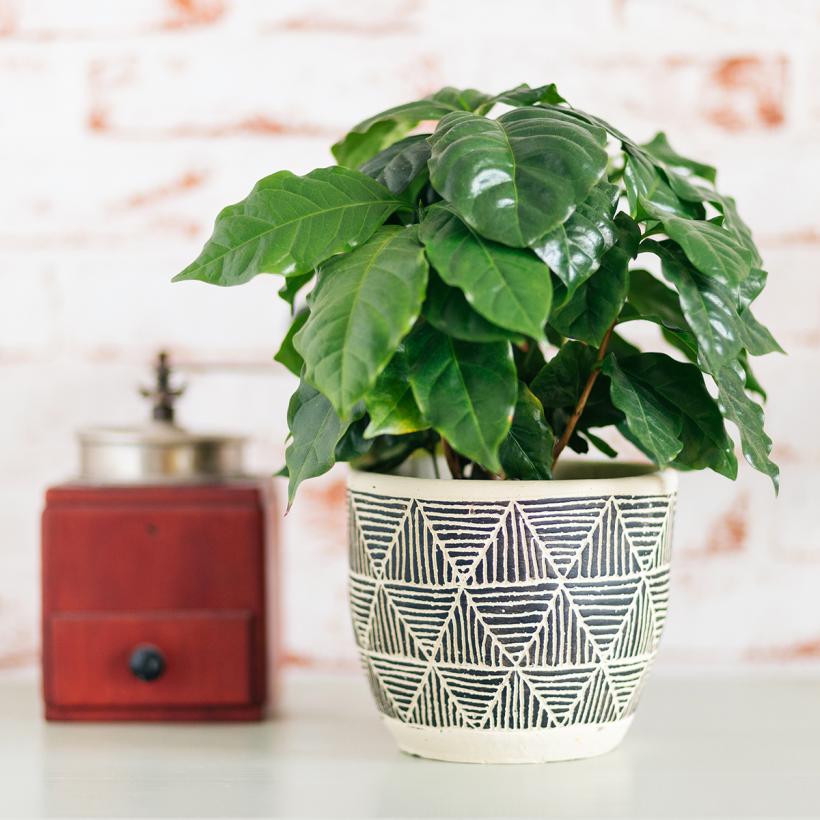 Coffea arabica - Caféier - Plante d'intérieur à feuillage brillant et ...