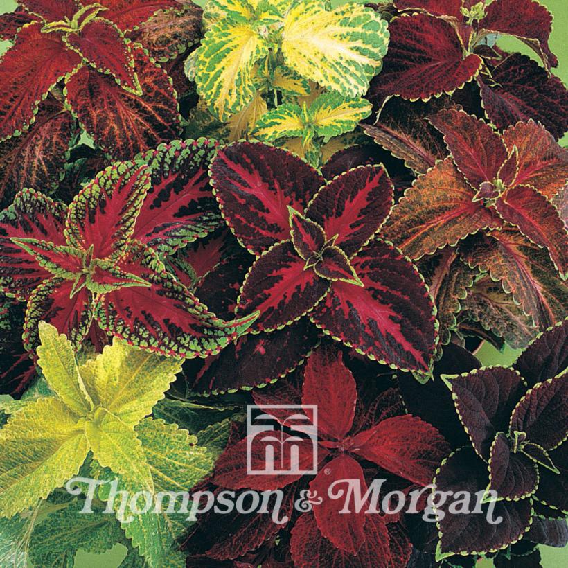 Graines de Coléus Wizard en mélange - Solenostemon scutellaroides ...