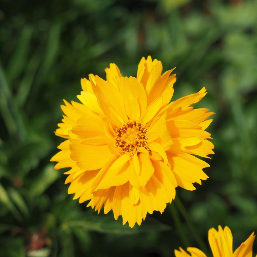 Coreopsis grandiflora Sunray – Coréopsis à grandes marguerites doubles ...