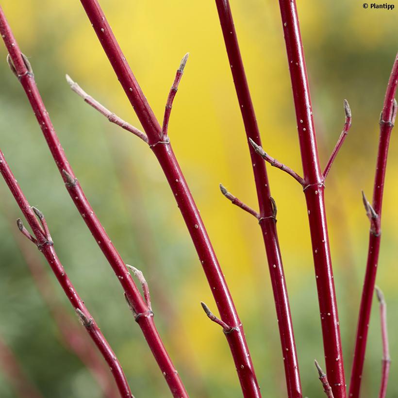 Cornus alba Miracle VERPAALEN2 - Cornouiller blanc à feuillage panaché ...