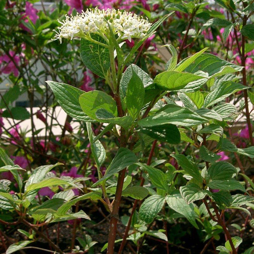 Cornus alba Sibirica - Cornouiller blanc de Sibérie à tiges rouge corail