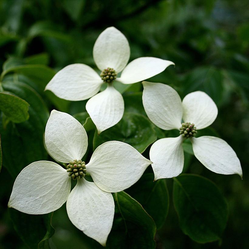Cornus kousa Chinensis - Cornouiller de Chine a floraison d'un blanc pur