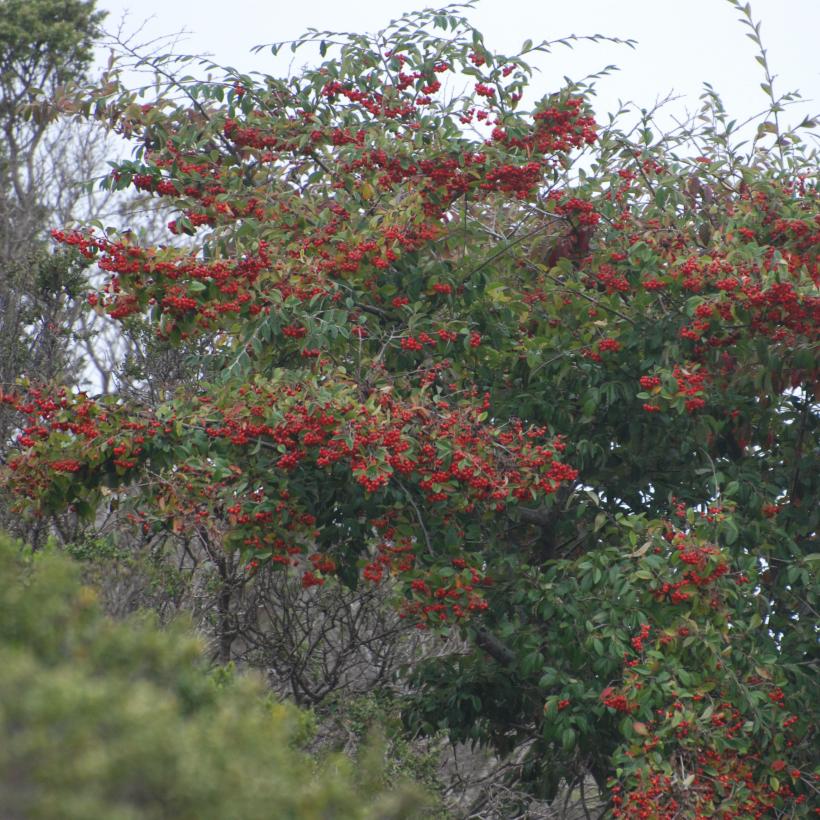 Cotoneaster lacteus - Cotoneaster laiteux, persistant à fruits rouges
