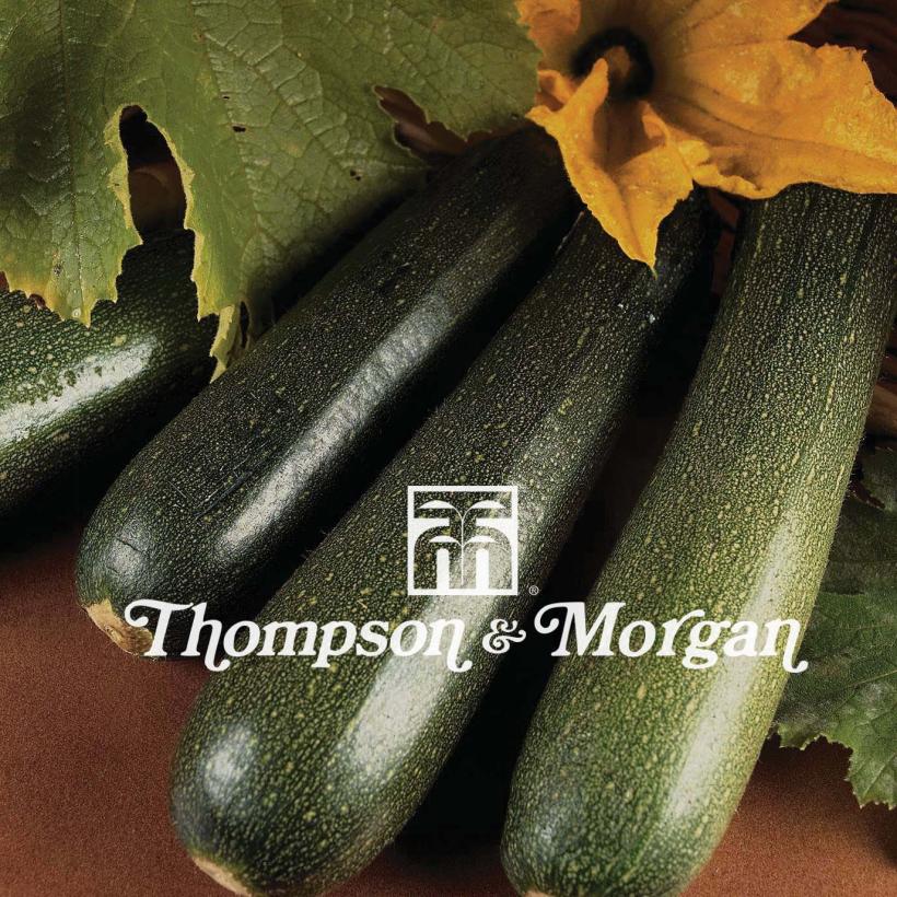 Courgette Black Forest F1 - Graines - Variété grimpante à mini fruits