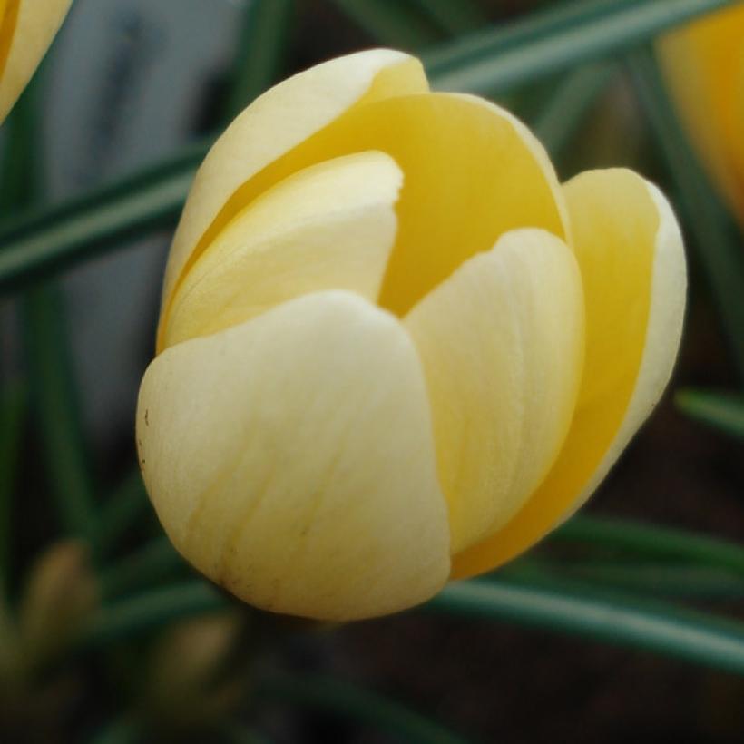 Crocus chrysanthus Cream Beauty - Bulbe aux douces fleurs crème doré