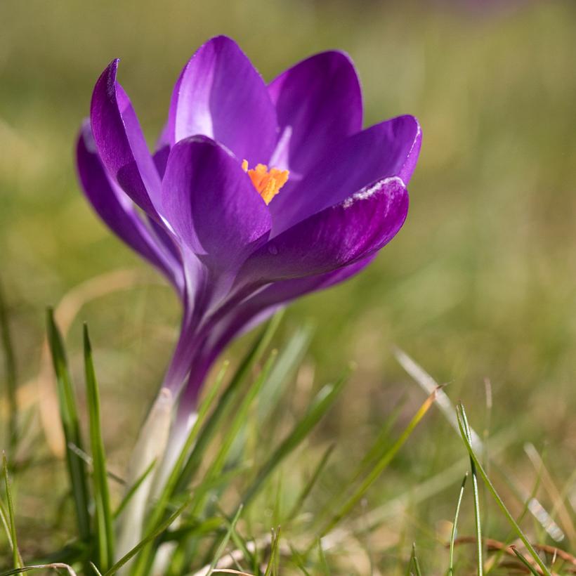 Crocus tommasinianus Ruby Giant - Crocus de Thomas aux grandes fleurs ...