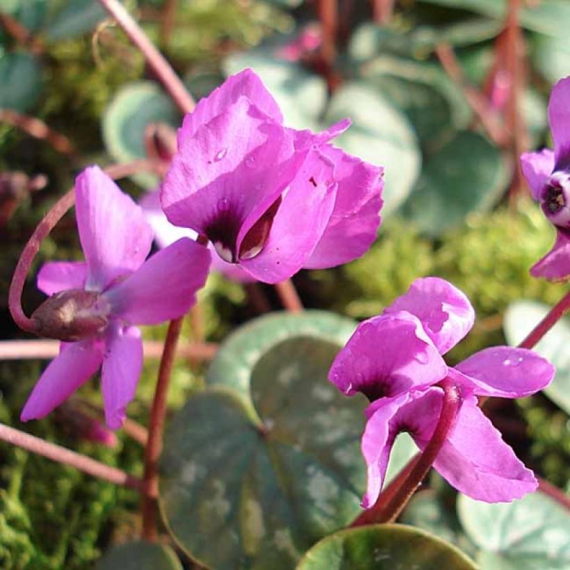 Cyclamen Coum rose - De charmantes fleurs roses en hiver