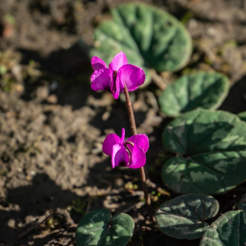 Cyclamen Coum rose - De charmantes fleurs roses en hiver
