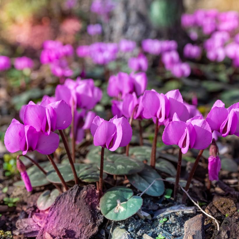 Cyclamen Coum rose - De charmantes fleurs roses en hiver