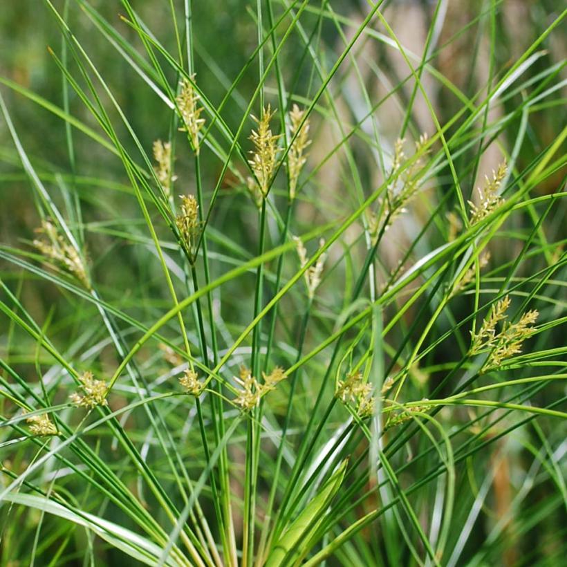 Cyperus papyrus Cleopatra - Papyrus - Version miniature du Papyrus ...