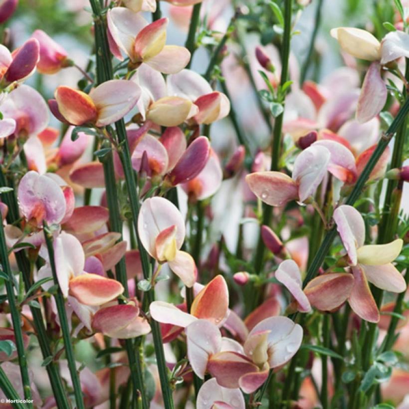 Cytisus procumbens Zeelandia - Genêt à balais à fleurs lilas et crème