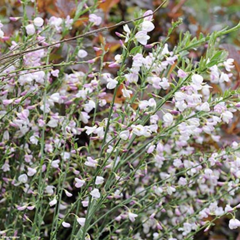 Genêt à balais Moyclare Pink - Cytisus scoparius à floraison rose pâle