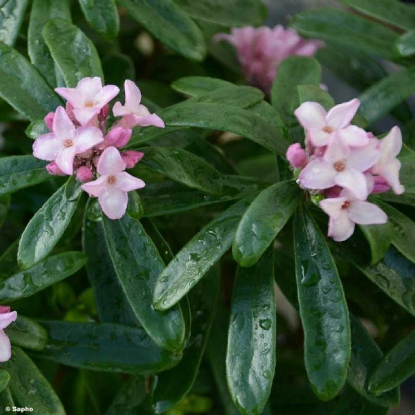 Daphne (x) transatlantica Pink Fragrance - Arbrisseau en fleurs 5 mois