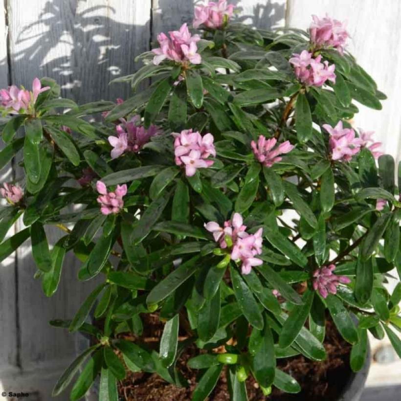 Daphne (x) transatlantica Pink Fragrance - Arbrisseau en fleurs 5 mois
