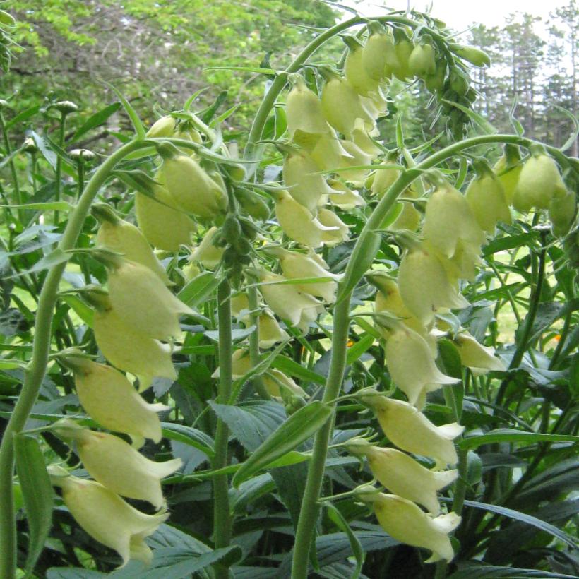 Digitalis grandiflora - Digitale à grandes fleurs tubulaires jaune pâle