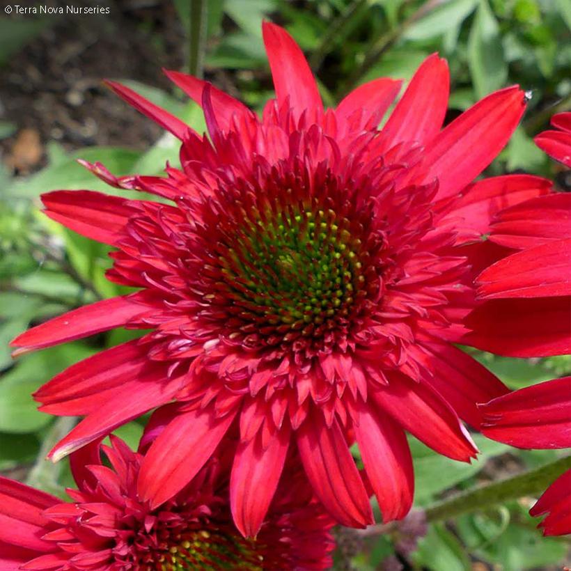 Echinacea Sunny Days Ruby - Echinacée compacte aux fleurs doubles rouges