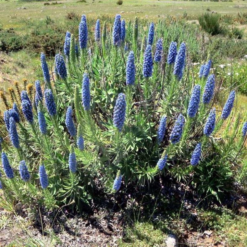 Echium candicans (fastuosum) - Vipérine de Madère, vivace arbustive ...