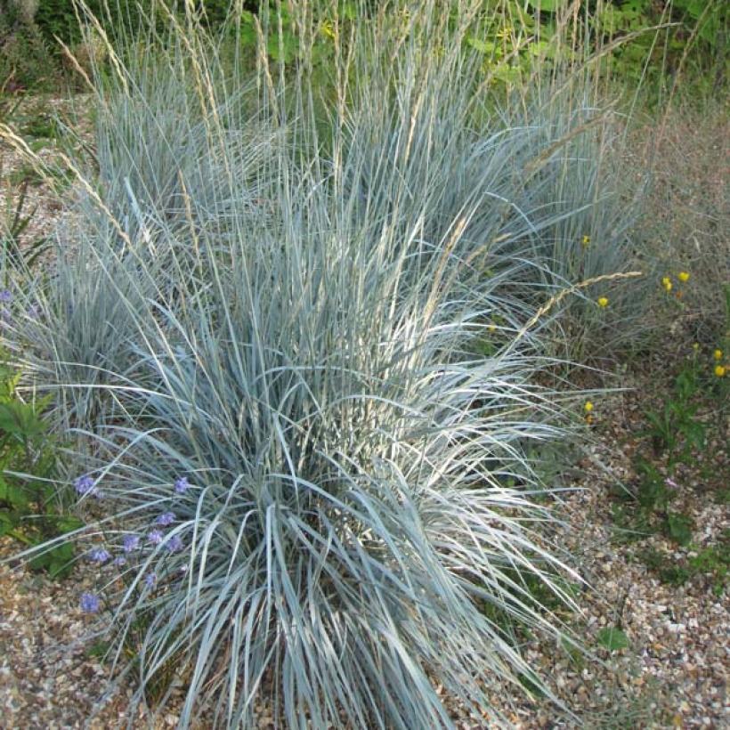 Agropyron - Elymus magellanicus - Une ravissante graminée bleue