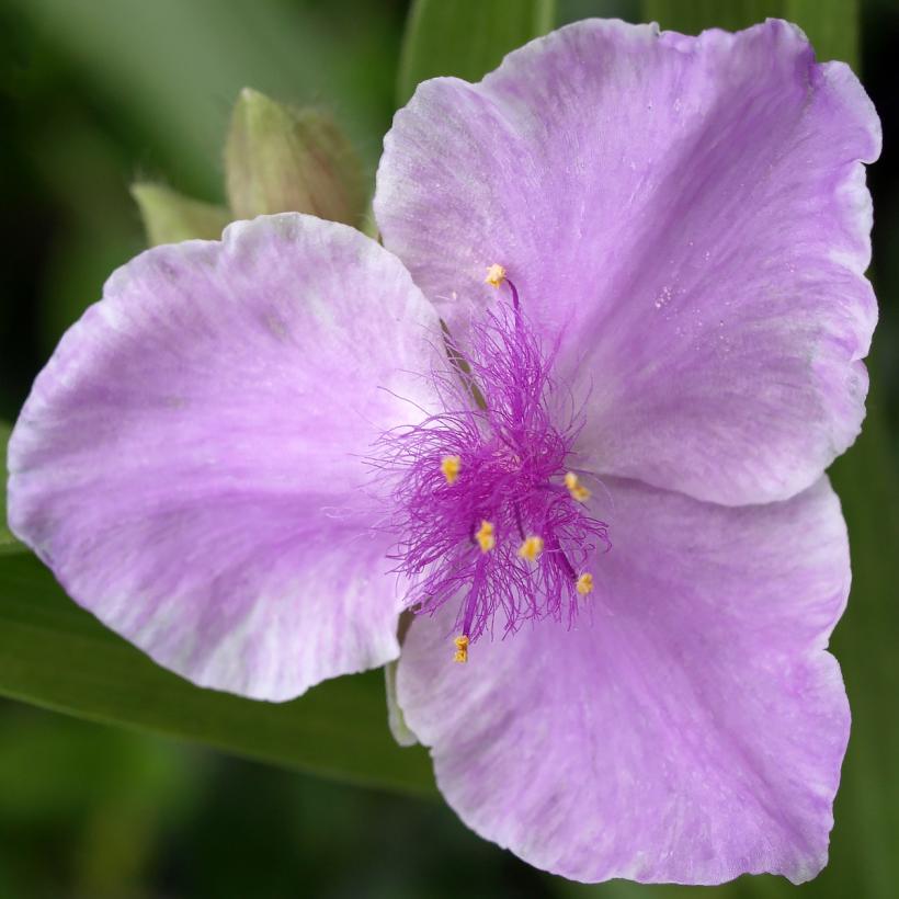 Tradescantia andersoniana Pink Chablis - Éphémère de Virginie à fleurs ...