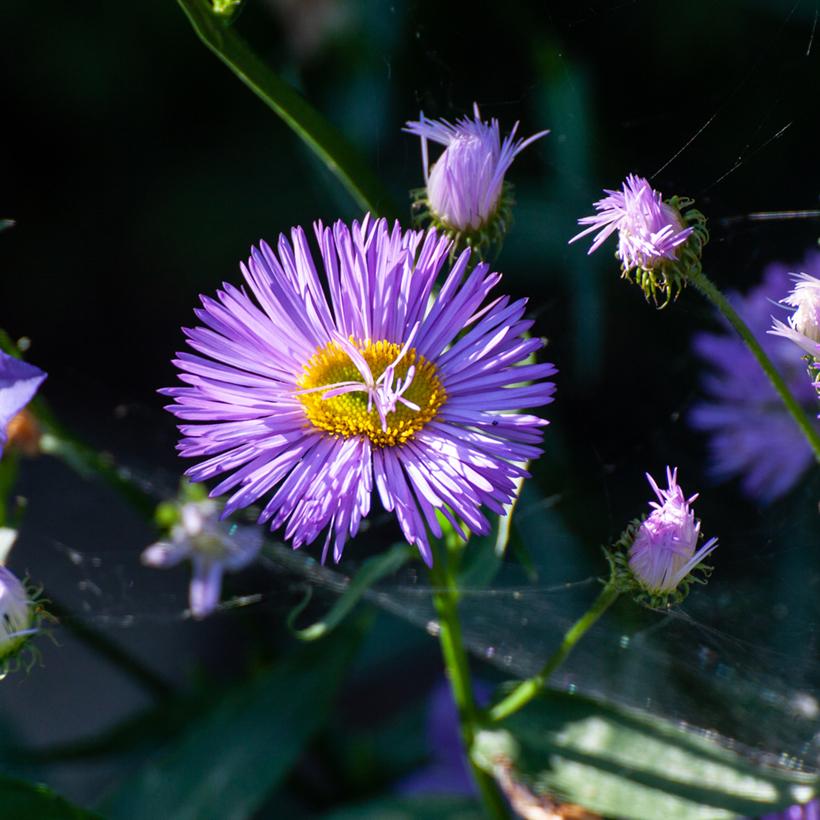 Erigeron Dignity - Vergerette à fleurs violettes