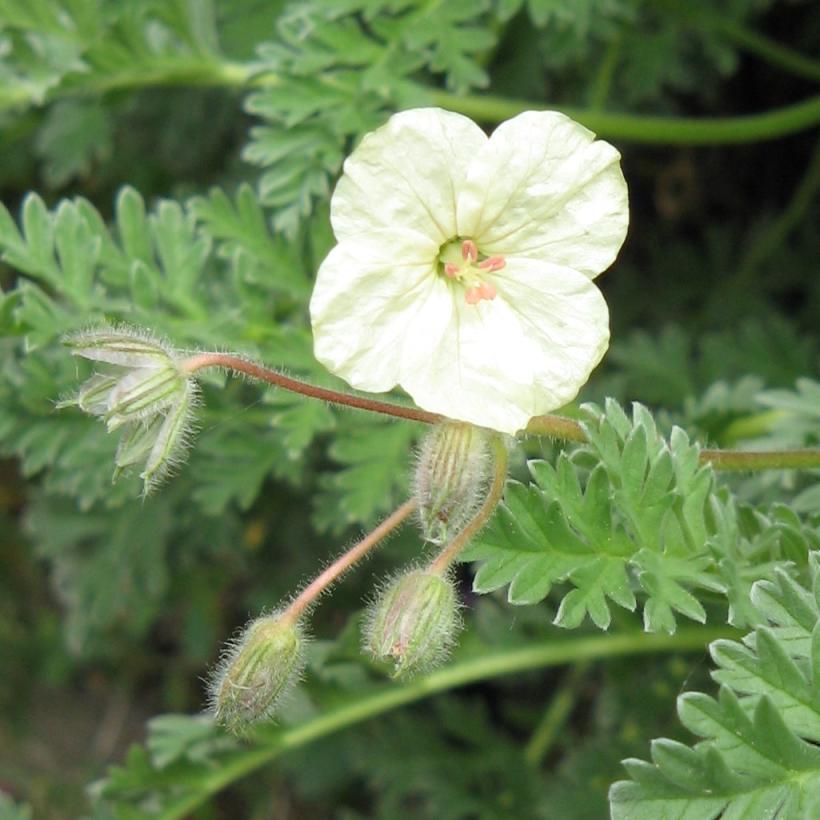 Erodium chrysanthum – Une vivace à fleurs jaune pâle sur feuillage argenté