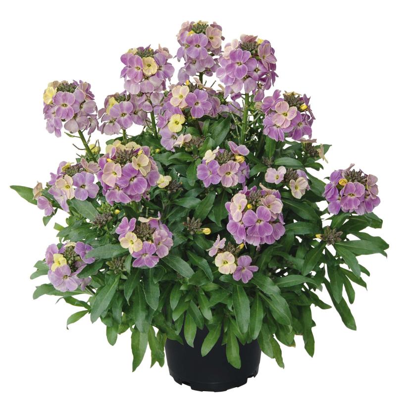 Giroflée vivace - Erysimum Winter Romance, sous-arbrisseau à floraison ...