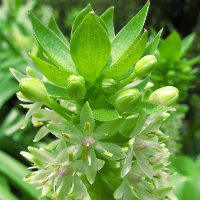 Eucomis autumnalis - Eucomide