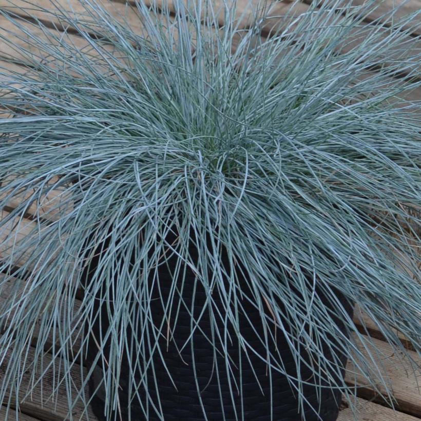 Festuca glauca Intenses Blue - Fétuque bleue - Graminée vivace à ...