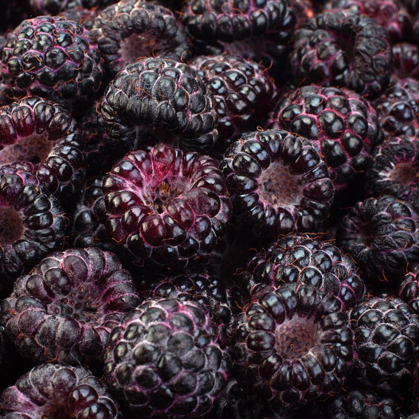 Rubus x neglectus Glen Coe - Framboisier hybride à fruits pourpres violacés