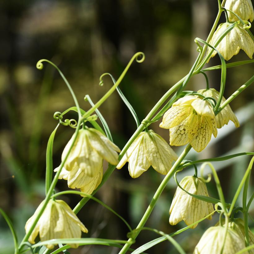 Fritillaria thunbergii - Fritillaire zhe bei mu - Bulbe - Plante ...