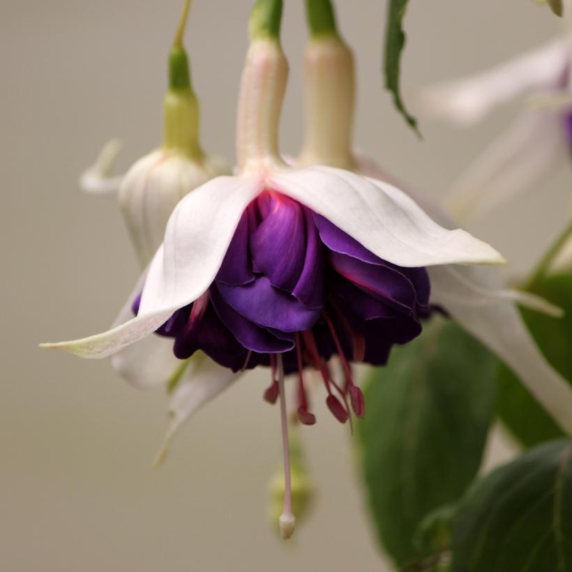 Fuchsia Deep Purple - Variété retombante aux grosses fleurs doubles ...