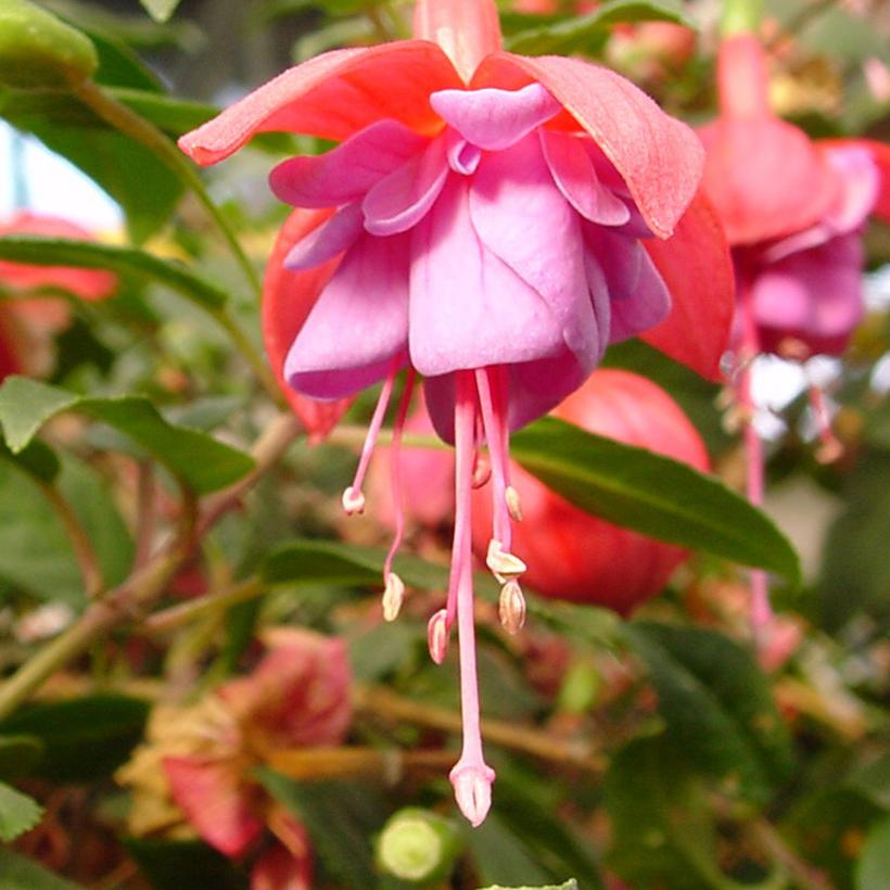 Fuchsia rustique Heidi Ann - Variété à fleurs rouge carmin et mauve