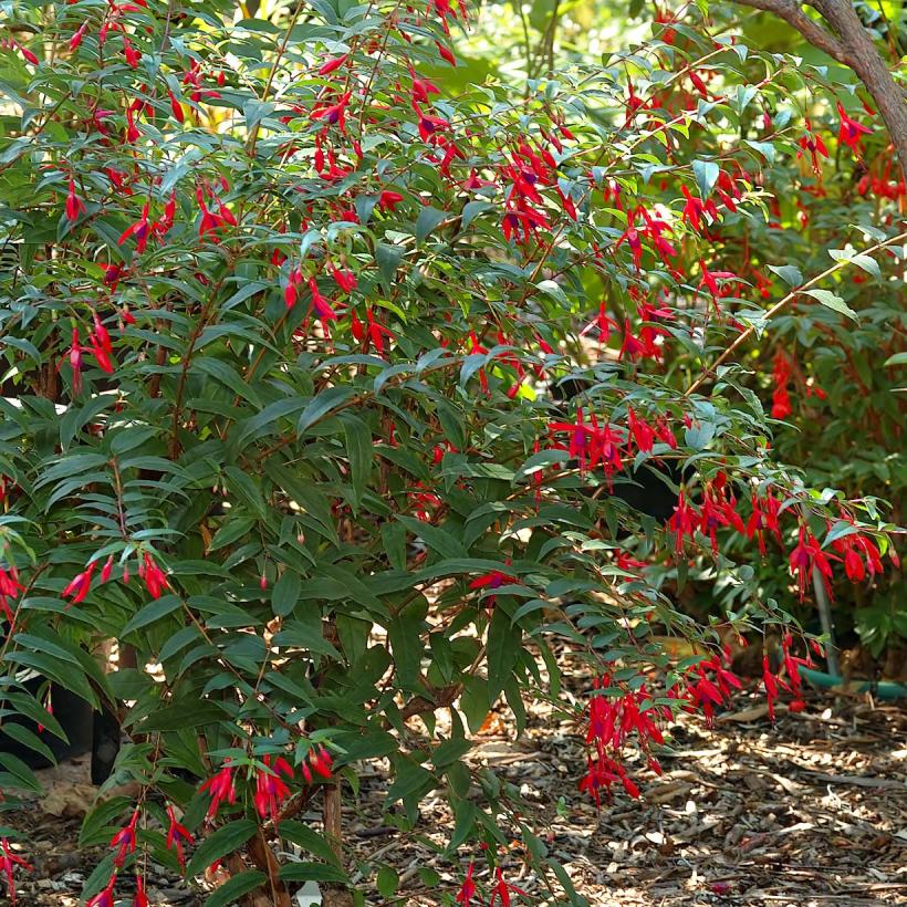 Fuchsia regia Reitzii - Fuchsia royal - Fuchsia macrostema – Rustique