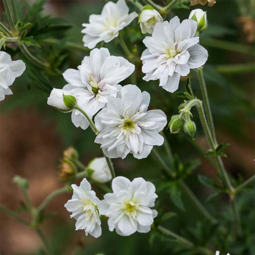 Geranium pratense Double Jewel - Géranium vivace blanc à fleurs doubles