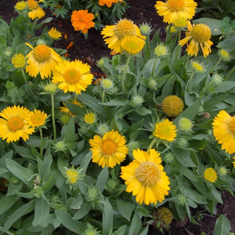 Gaillarde Mesa Yellow - Gaillardia grandiflora - Vivace à grandes ...