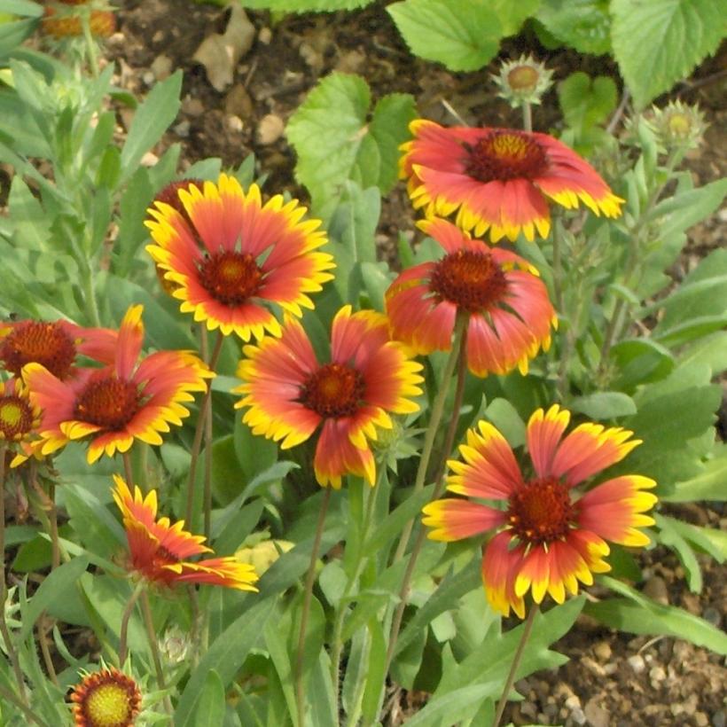 Gaillarde Kobold - Gaillardia (x) grandiflora - Vivace compacte à ...