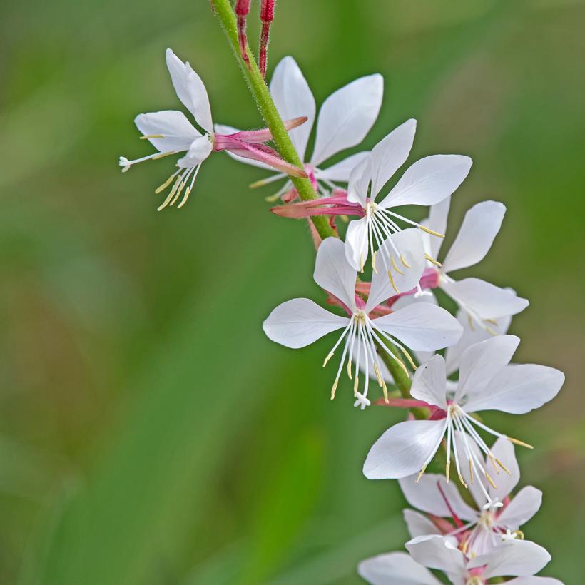 Gaura lindheimeri Steffi White - Vivace à floraison blanche abondante