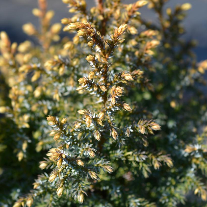Juniperus pingii Hulsdonk Yellow - Conifère nain à feuillage jaune