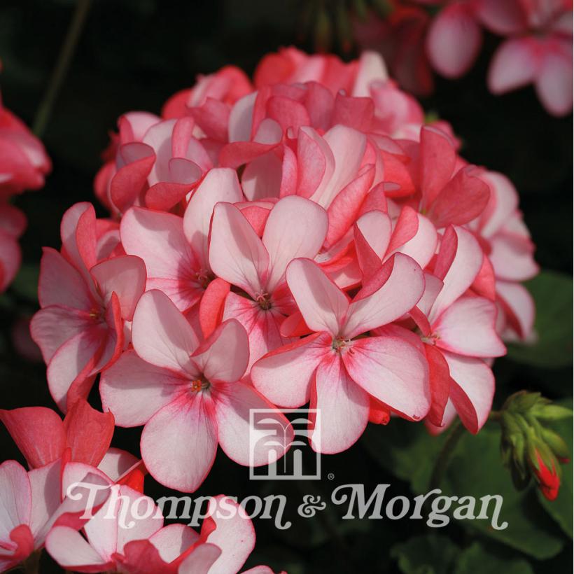 Géranium zonale - Geranium Horizon Pink Meteor F1 Hybrid - Pelargonium ...