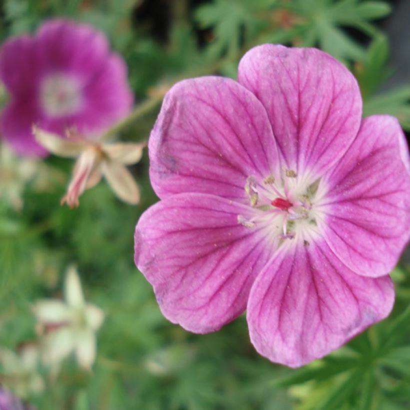 Geranium vivace sanguineum Elke - Grandes fleurs roses et pourpre.