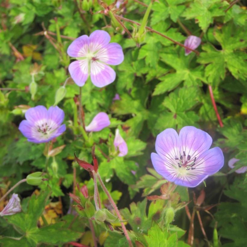 Geranium vivace Sweet Heidi - Des fleurs rose lilas à cœur blanc