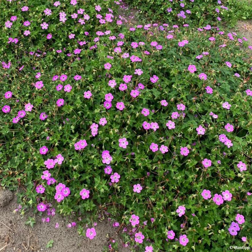 Géranium vivace Kelly-Anne - Une version aux fleurs rose vif de Rozanne