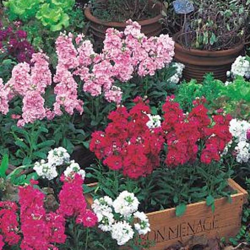 Giroflée bisannuelle blanche, rose et rouge.. - Quarantaine - Matthiola ...