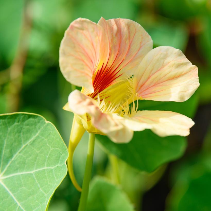 Capucine grimpante à fleurs doubles - Tropaeolum majus