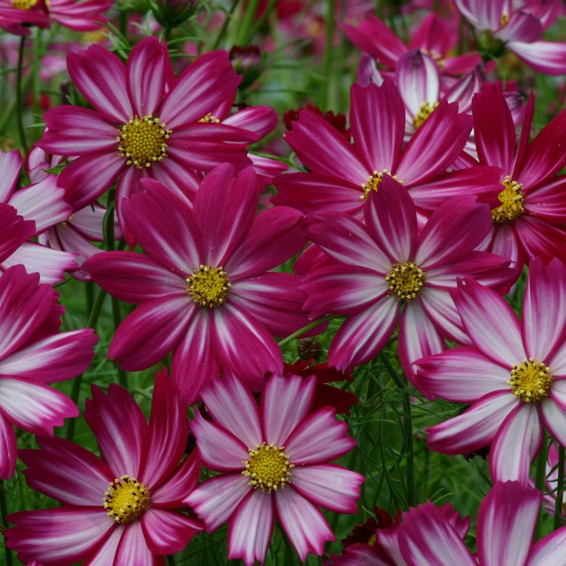 Cosmos Cosimo Red White - Cosmos bipenné - Cosmos bipinnatus - Annuelle ...